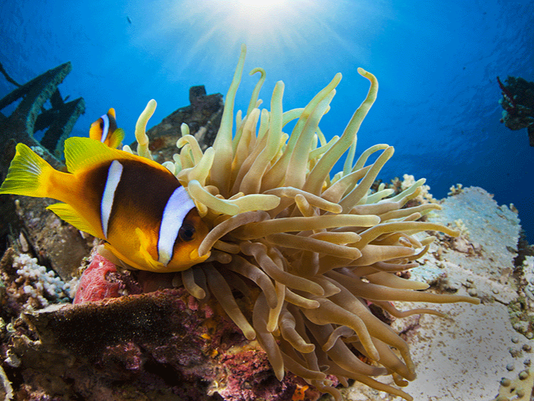 Singlereis: Jordanië Amman, Jordanië